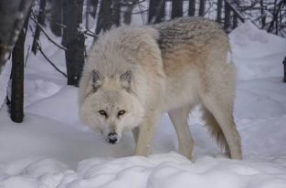 Wolf Names: 500+ Male & Female Names for Wolf with Meanings