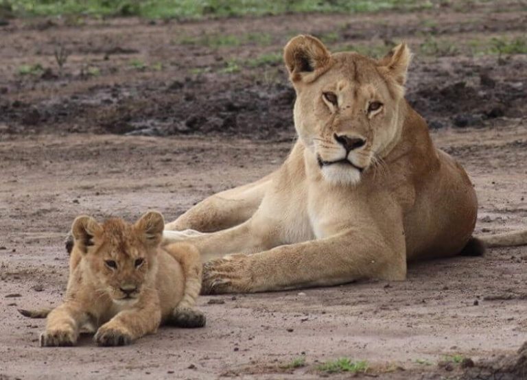 Lion Names - 330+ Awesome Lion Name Ideas with Meanings