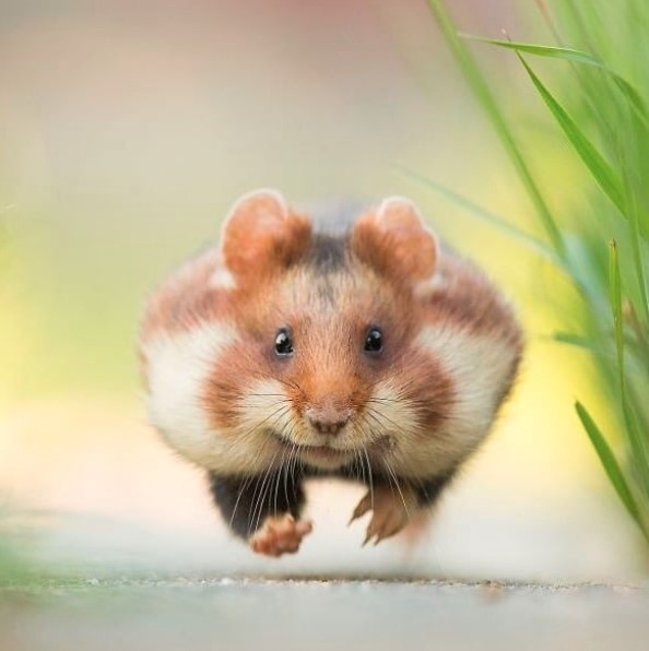 14 Pet Hamster Care Tips for Beginners - Page 2 of 3 - PetPress