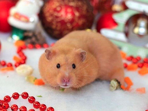 14 Pet Hamster Care Tips for Beginners - Page 2 of 3 - PetPress