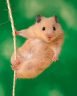 14 Pet Hamster Care Tips for Beginners | PetPress