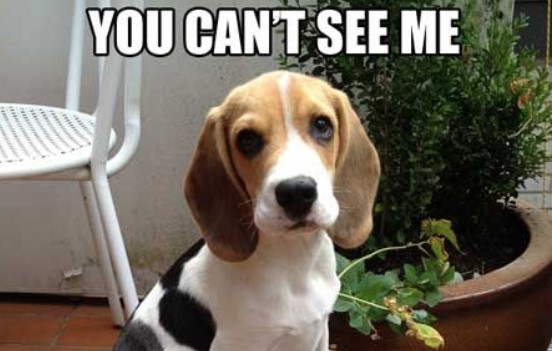 14 Funny Beagle Memes To Make Your Day - Page 2 of 3 - PetPress