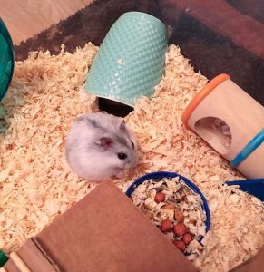 14 Nutritional Rules For Your Favorite Hamster