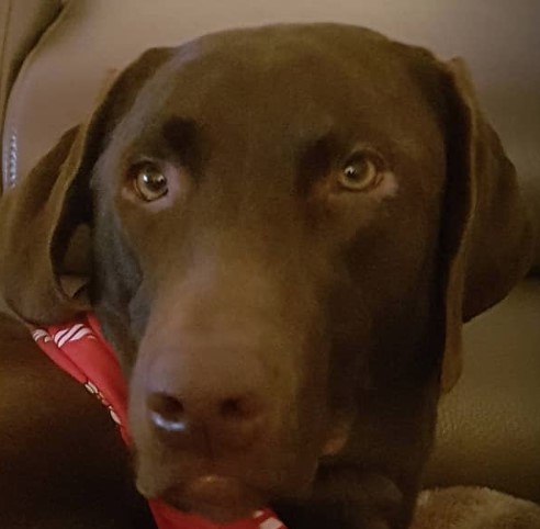 16 Weimaraner Mixes That'll Melt Your Heart | PetPress
