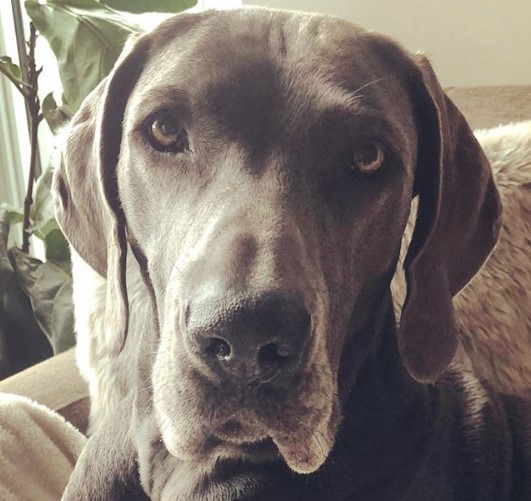 16 Weimaraner Mixes That'll Melt Your Heart | PetPress