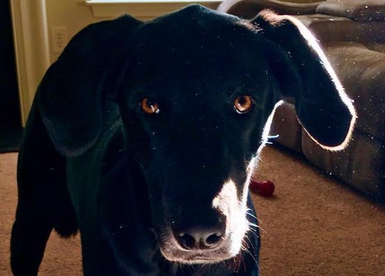 16 Weimaraner Mixes That'll Melt Your Heart | PetPress