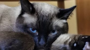 14 Amazing Facts About Siamese Cats | PetPress