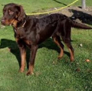 23 Times Doberman Pinschers Mixed With Other Breeds | PetPress