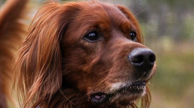 14 Cool Facts About Irish Setters - PetPress