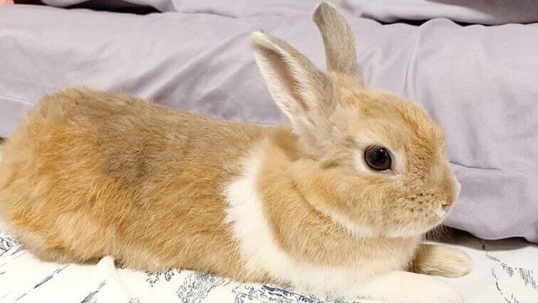 Funny Rabbit Names - 300 Hilarious Ideas for Naming Your Bunny | PetPress