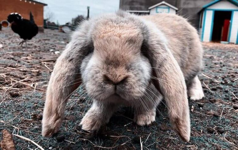 Rabbit Names: The 700 Most Popular Bunny Names - PetPress