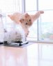15 Evidence That Chaco the Cat From Japan Is Dancing Better Than You ...