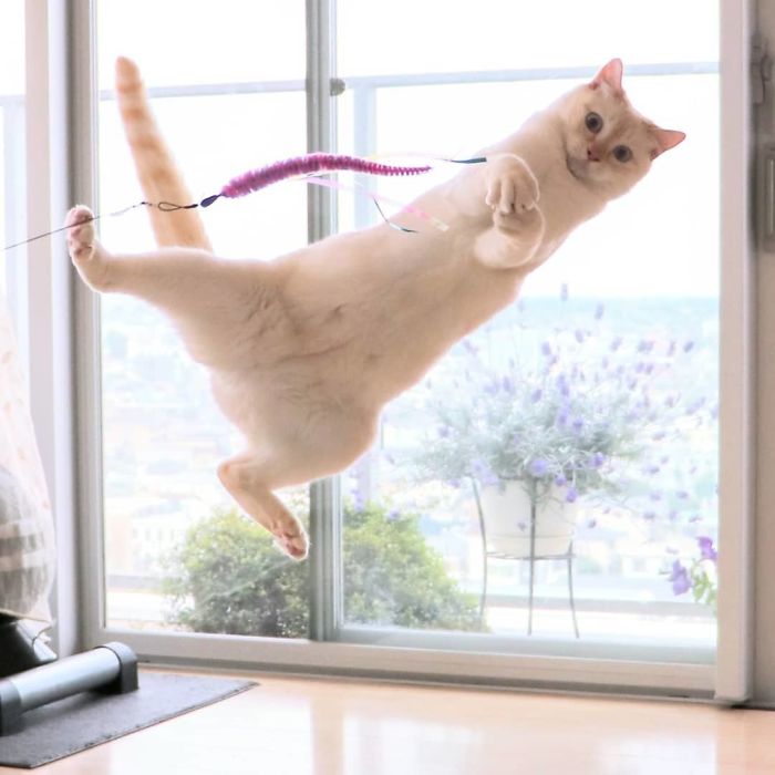 15 Evidence That Chaco the Cat From Japan Is Dancing Better Than You ...