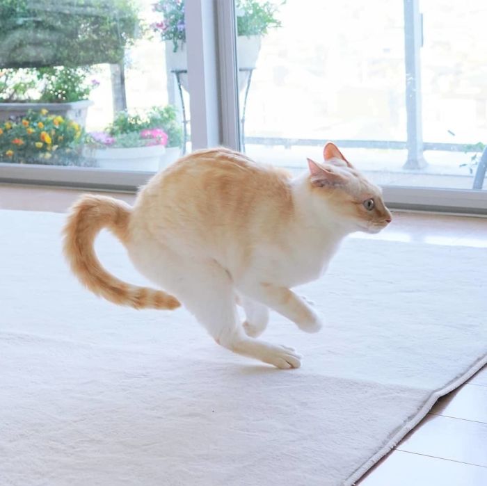 15 Evidence That Chaco the Cat From Japan Is Dancing Better Than You ...