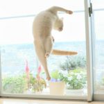 15 Evidence That Chaco the Cat From Japan Is Dancing Better Than You ...