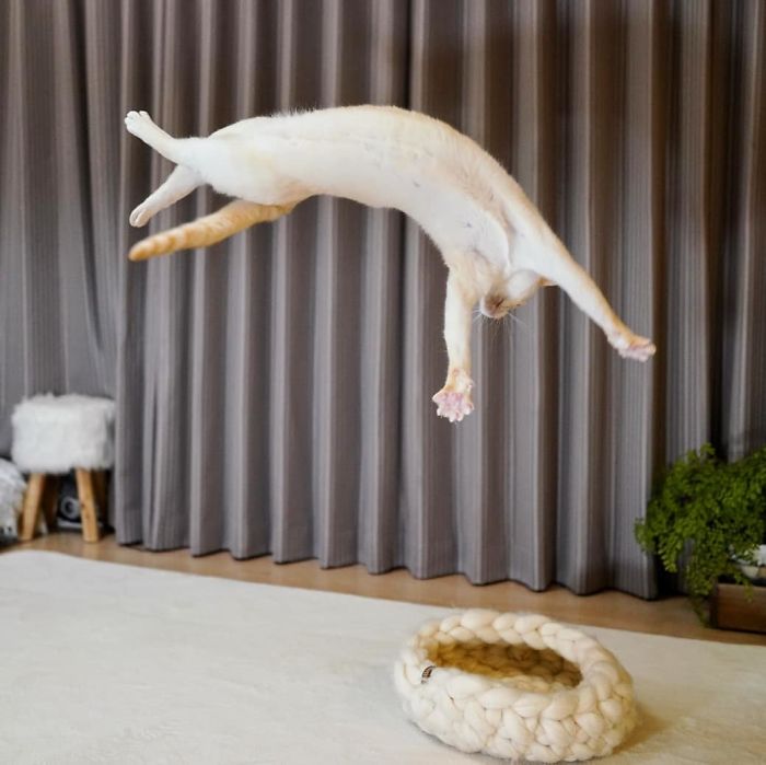 15 Evidence That Chaco the Cat From Japan Is Dancing Better Than You ...