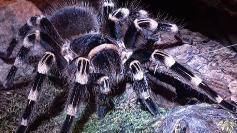 50+ Famous Spider Names That Perfectly Fits Your Pet Spiders