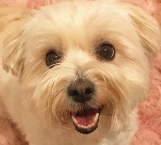 90 Unreal Poodle Cross Breeds You Have To See To Believe