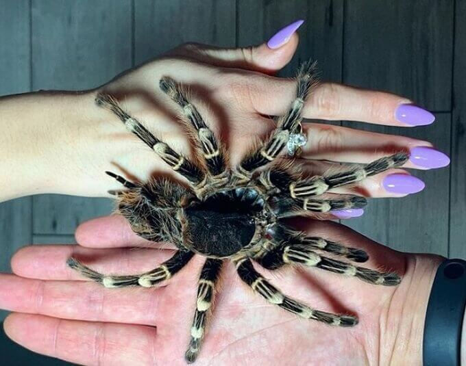 300+ Best Spider Names (Famous Names for Tarantulas)