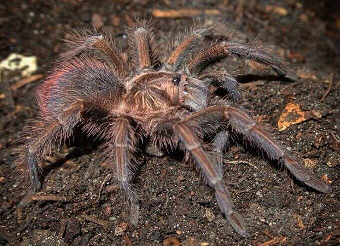 300+ Best Spider Names (Famous Names for Tarantulas)