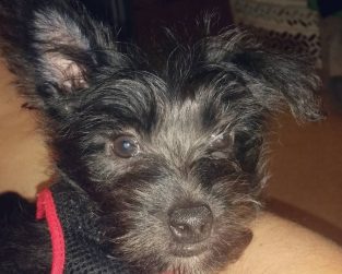 90 Unreal Poodle Cross Breeds You Have To See To Believe