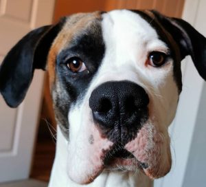 26 Utterly Gorgeous Great Dane Mixes You Need In Your Life | PetPress