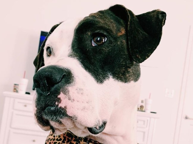 26 Utterly Gorgeous Great Dane Mixes You Need In Your Life | PetPress