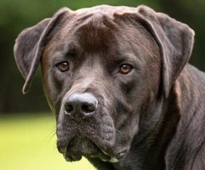 26 Utterly Gorgeous Great Dane Mixes You Need In Your Life - PetPress