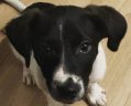 30 Breeds That Are Mixed With Border Collie - PetPress
