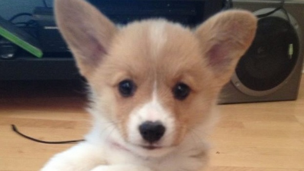 14 Reasons Why Corgis Are The Best Dogs In The World - PetPress