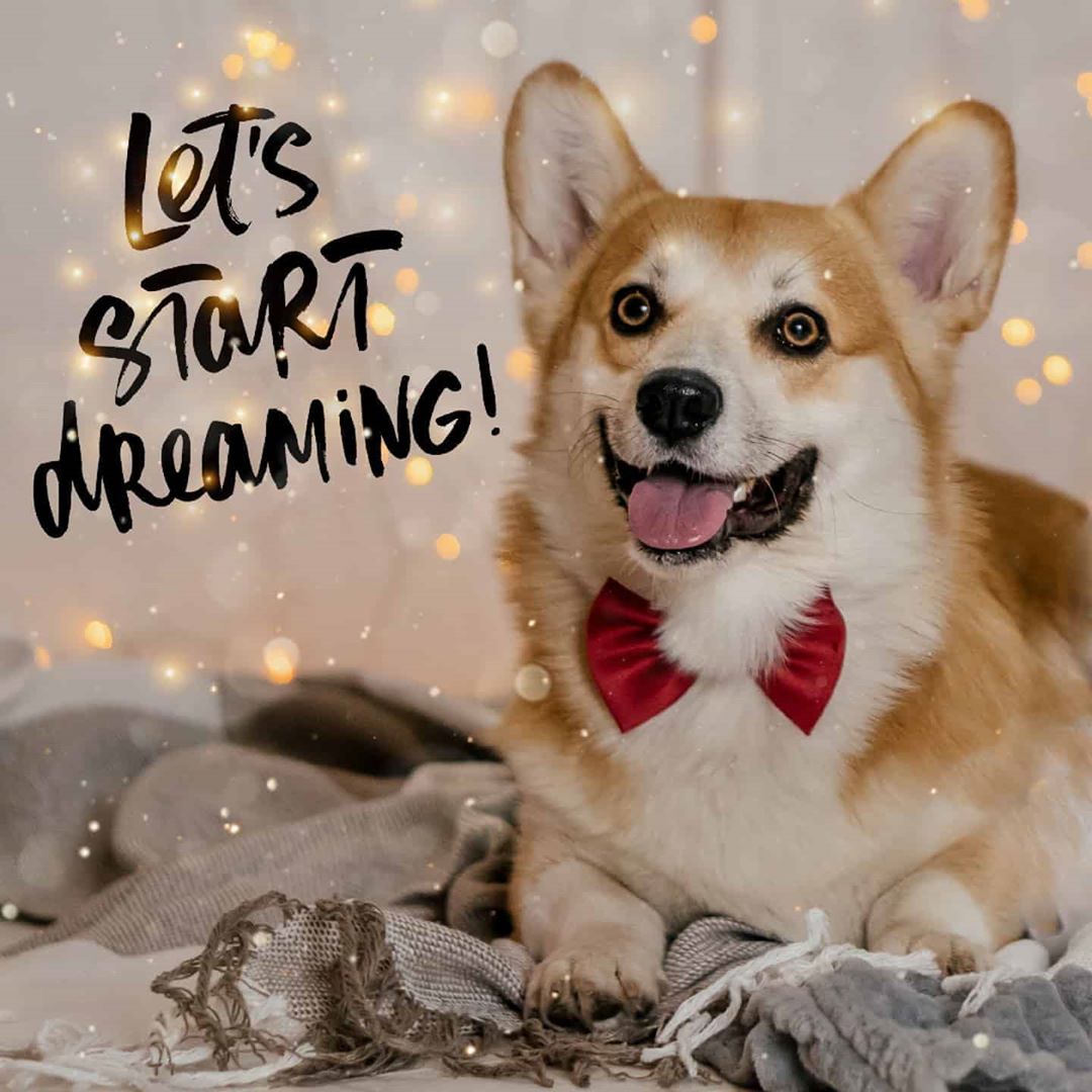 14 Corgi Pictures to Brighten Your Day - Page 3 of 3 - PetPress