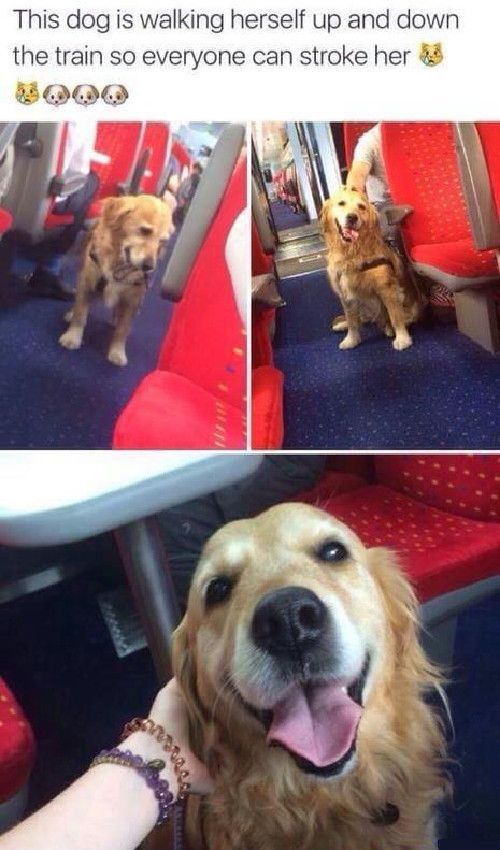 15 Funny Golden Retriever Memes That Will Make You Smile - Page 2 of 3 ...