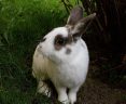The 500 Best Male Rabbit Names For Your Bunny - PetPress