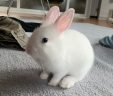 The 500 Best Male Rabbit Names For Your Bunny - PetPress