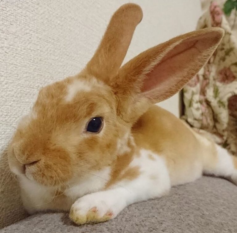 The 500 Best Male Rabbit Names For Your Bunny - PetPress