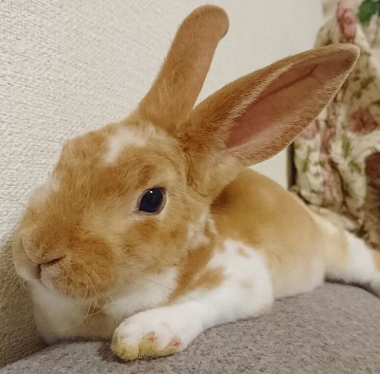 The 500 Best Male Rabbit Names For Your Bunny | PetPress