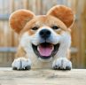 15 Reasons Why You Need A Shiba Inu | PetPress
