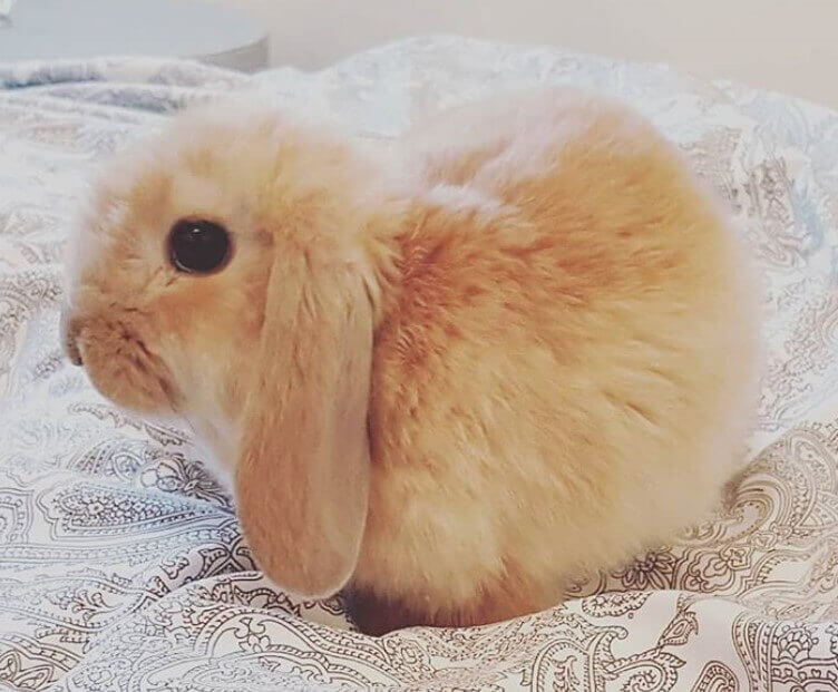 Cute Rabbit Names - 150+ Adorable Names To Give a Bunny - PetPress