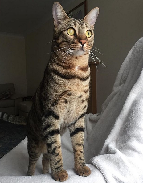 14 Funny Pictures Proving That Bengal Cats are Very Curious - PetPress