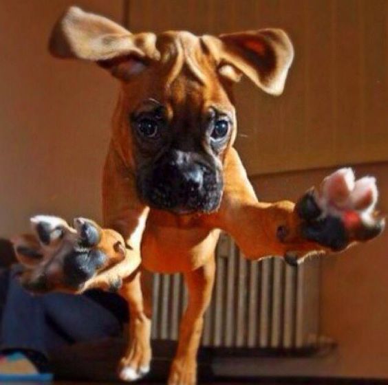 15 Facts That Prove Boxers Are The Best Pets | PetPress