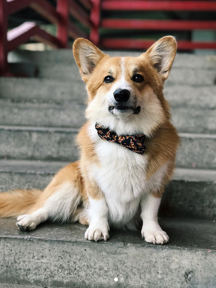 15 Facts About Corgis You Didn’t Know | Page 2 of 3 | PetPress
