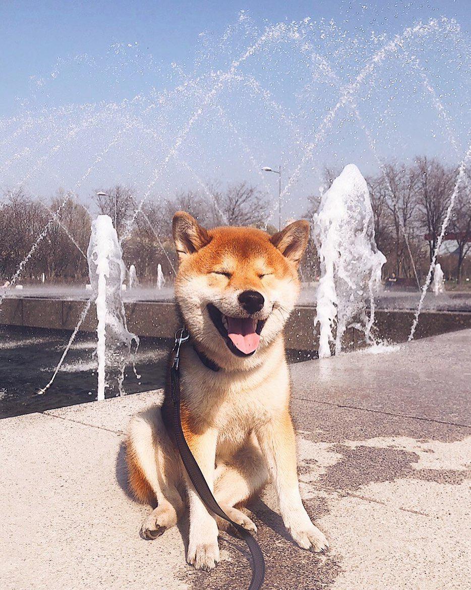 14 Photos That Confirm That Shiba Inu is the Most Smiling Dog | PetPress