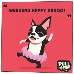 20 Funny Boston Terriers That Will Not Leave You Indifferent - Page 2 ...