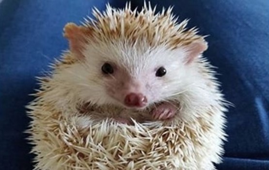 14 Funny Hedgehog Memes That Will Make You Smile | Page 2 of 3 | PetPress