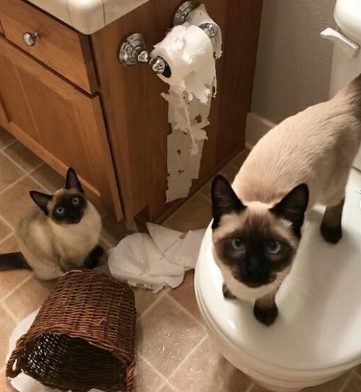 14 Funny Pictures Proving That Siamese Cats are the Best Companions ...