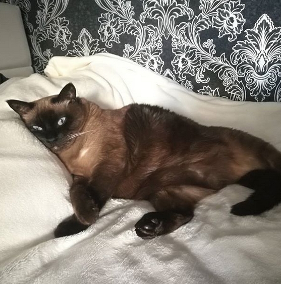 14 Funny Pictures Proving That Siamese Cats are the Best Companions ...