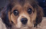 39 Utterly Gorgeous Cavalier King Charles Spaniel Mixes You Need In ...