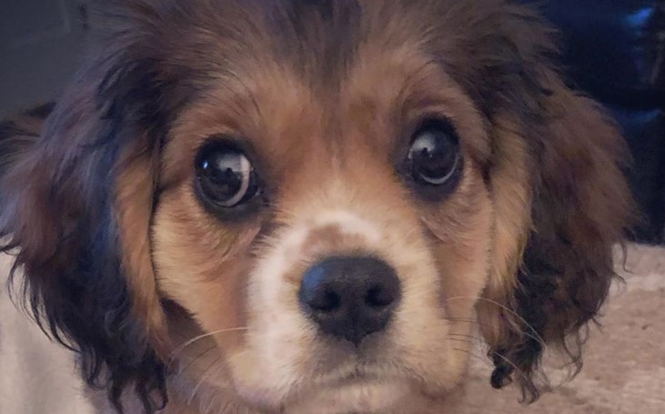 39 Utterly Gorgeous Cavalier King Charles Spaniel Mixes You Need In ...