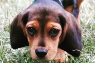 39 Utterly Gorgeous Cavalier King Charles Spaniel Mixes You Need In ...