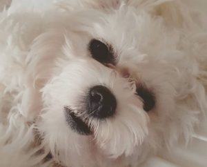 39 Utterly Gorgeous Cavalier King Charles Spaniel Mixes You Need In ...